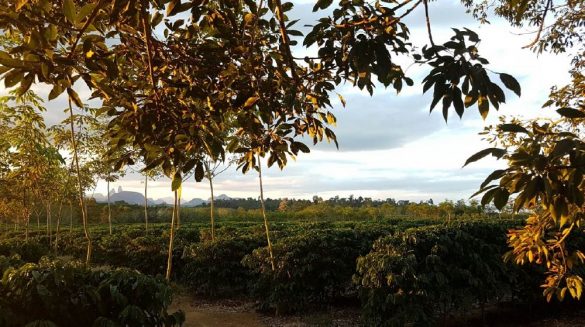 EXPLORING THE CONNECTION BETWEEN CANEPHORA & ROBUSTA