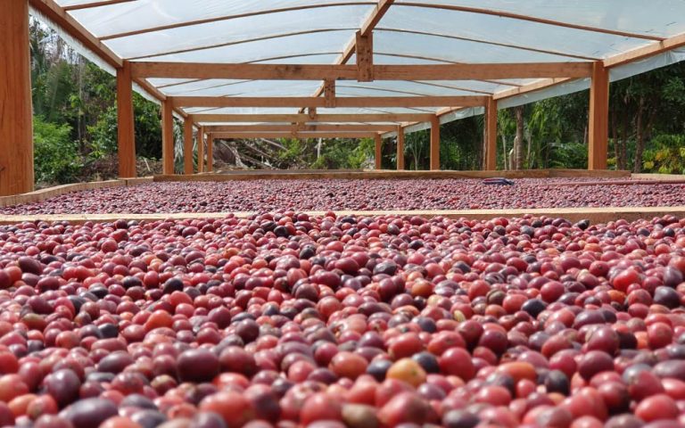 EXPLORING THE CONNECTION BETWEEN CANEPHORA & ROBUSTA