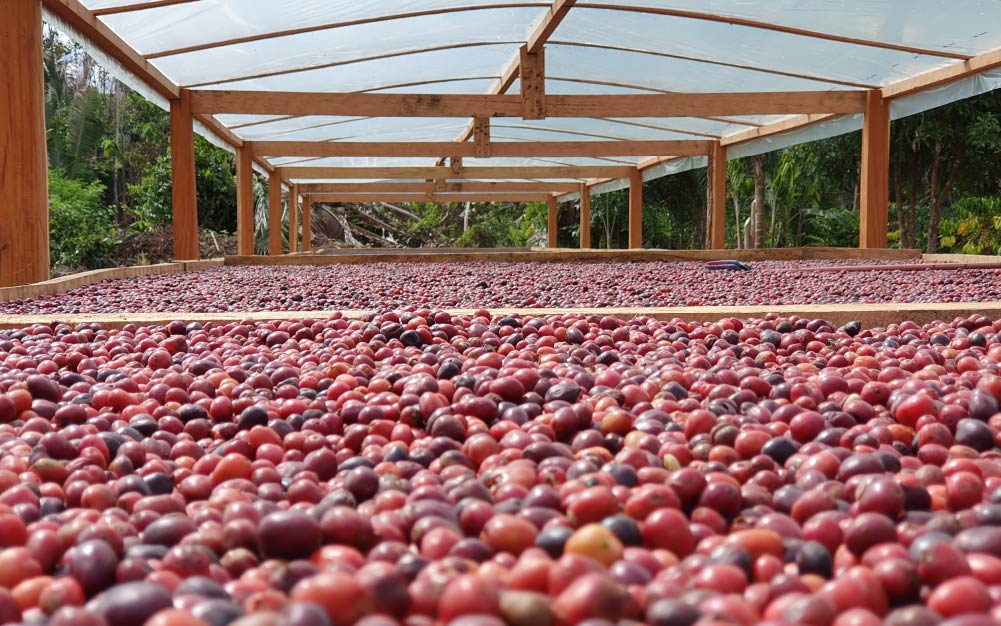 EXPLORING THE CONNECTION BETWEEN CANEPHORA & ROBUSTA