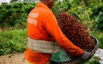 EXPLORING THE CONNECTION BETWEEN CANEPHORA & ROBUSTA