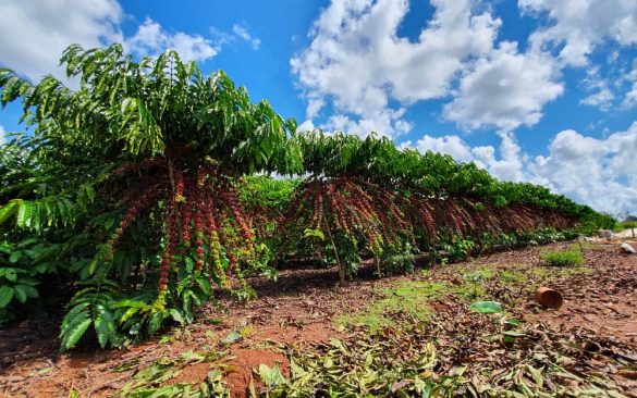 EXPLORING THE CONNECTION BETWEEN CANEPHORA & ROBUSTA