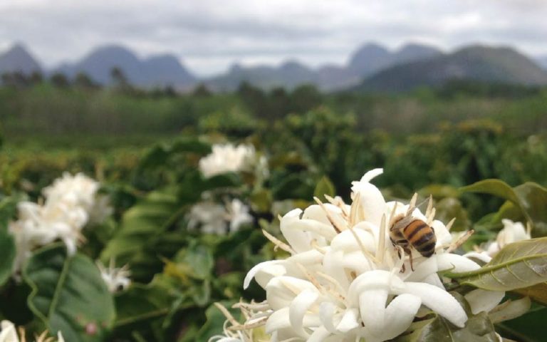 EXPLORING THE CONNECTION BETWEEN CANEPHORA & ROBUSTA