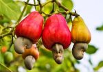 Vietnam Cashew Nuts: A complete guide to cashew market in Vietnam