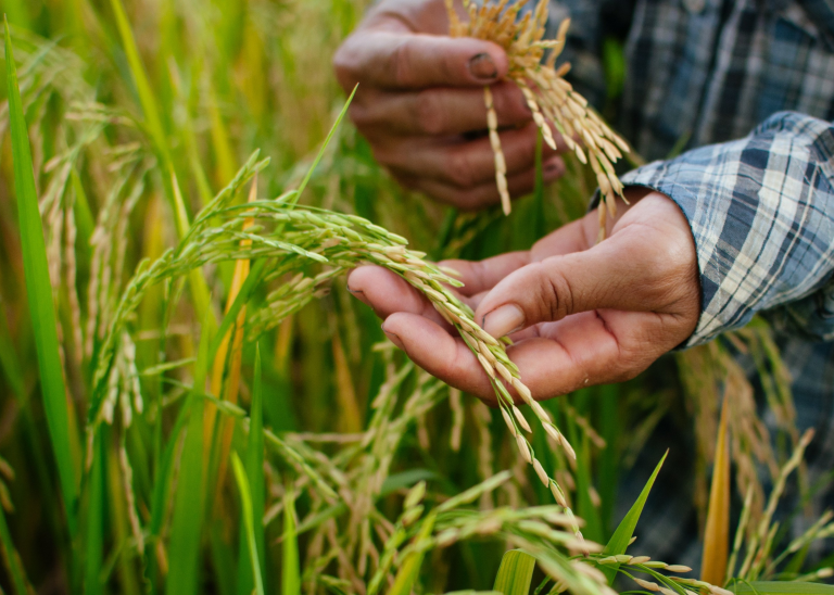 Vietnamese Rice: The In-depth Guide To Vietnam Rice Market