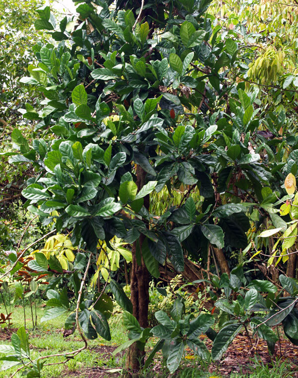 Vietnam Liberica: Everything you need to know about Vietnam Liberica