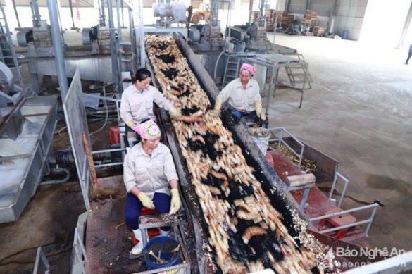 A complete guide to Vietnam Tapioca Starch - Viego Global