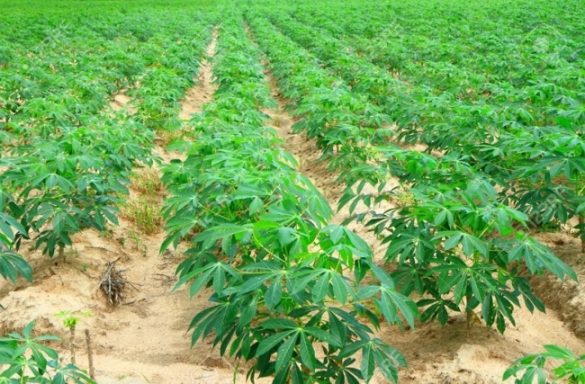 A complete guide to Vietnam Tapioca Starch - Viego Global