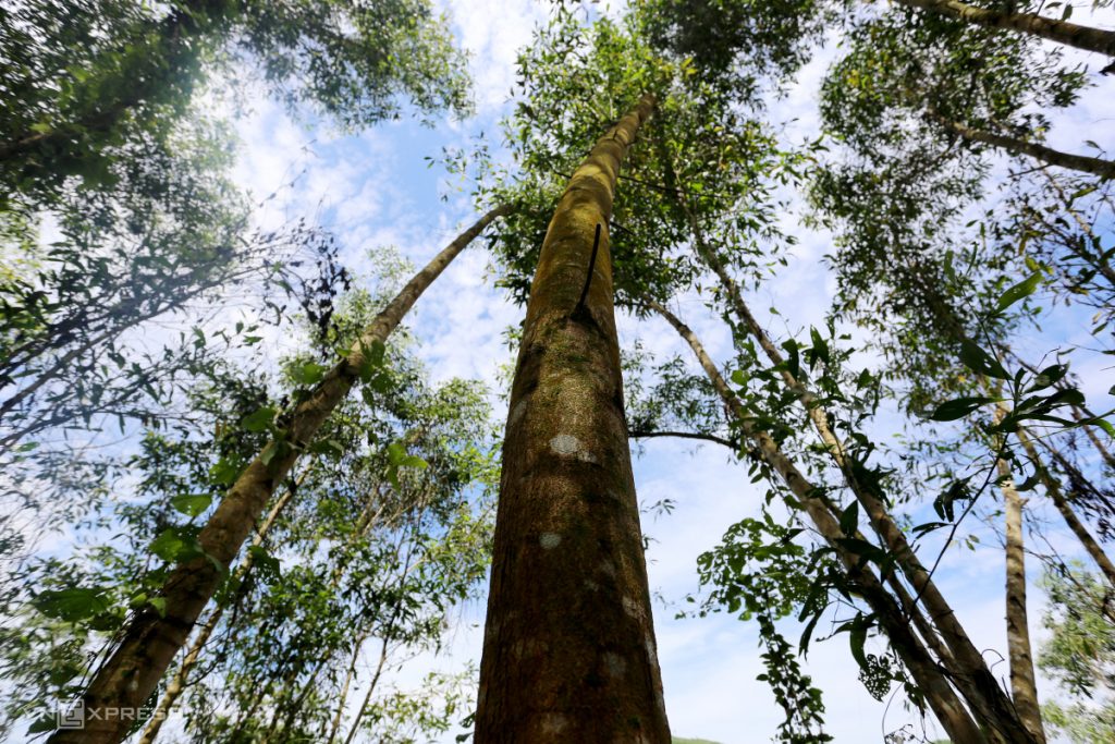 An Introduction To Vietnam Biomass Industry (Part 1)